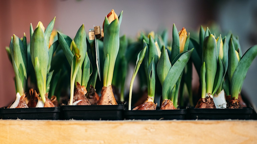 How to Grow Bulb Plants: 5 Bulb-Planting Tips - 2025 - MasterClass