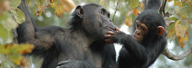 Dr. Jane Goodall Explains Chimpanzee Tool Use (with Video)