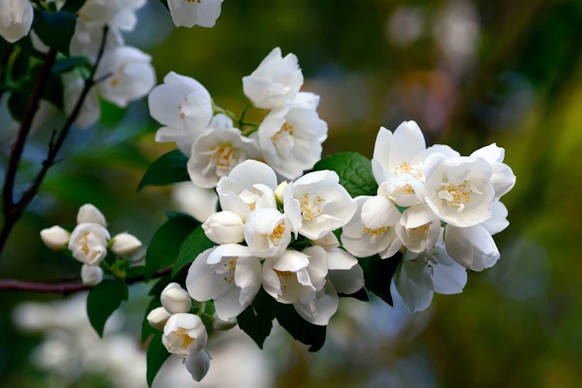 Mock Orange Shrubs: How to Grow Mock Orange - 2026 - MasterClass