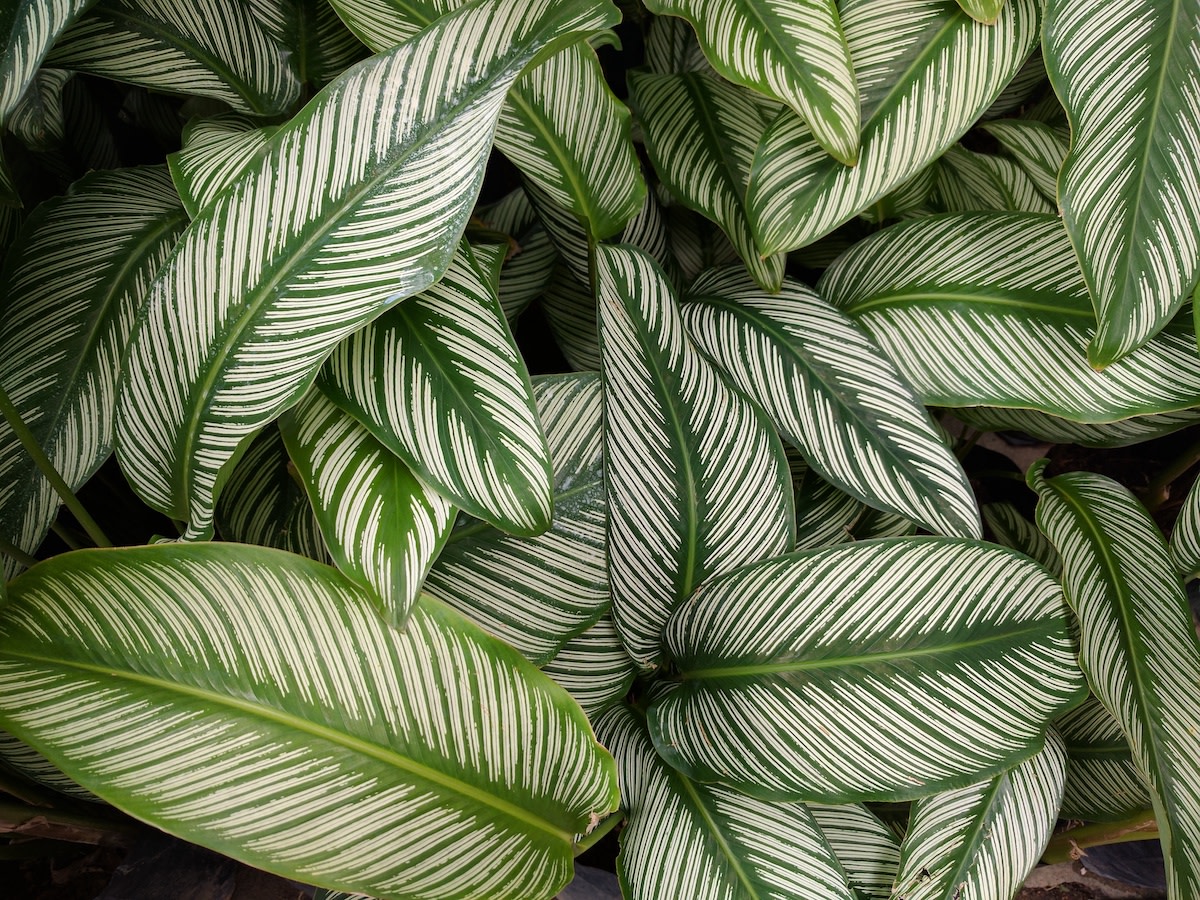 Calathea Care Guide: 7 Tips for Growing Calathea Plants - 2022 ...