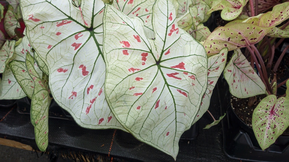 Gardening Guide: How to Grow and Care for Caladium - 2022 - MasterClass