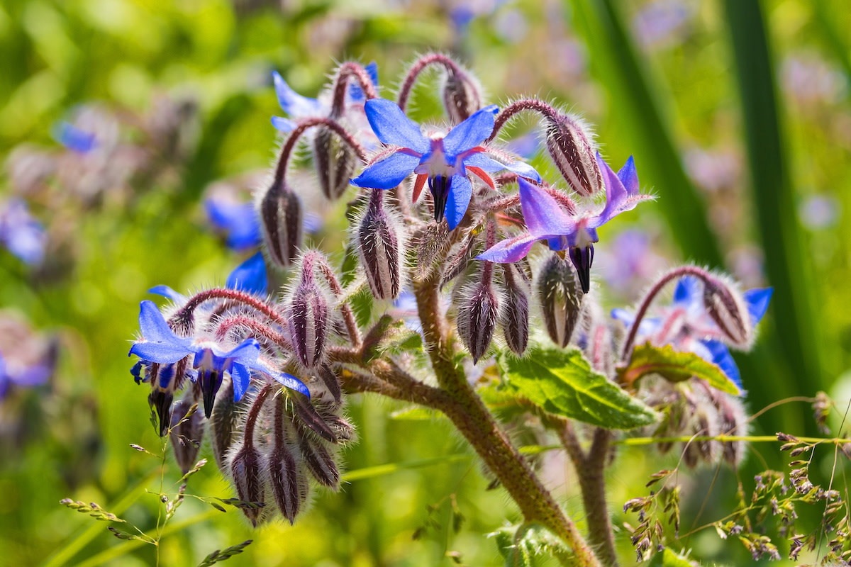 How To Grow Borage From Seed 5 Tips For Growing Borage 2022 Masterclass