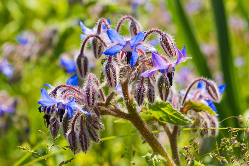 How to Grow Borage From Seed: 5 Tips for Growing Borage - 2026 ...