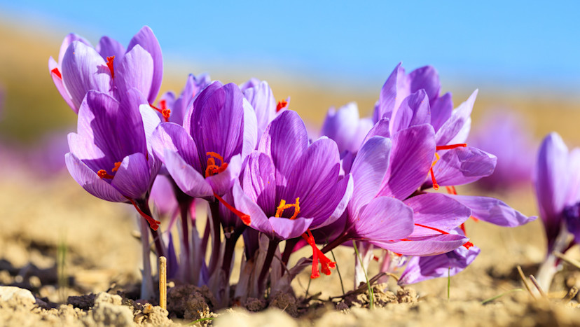 How to Grow Saffron: Tips for Growing and Harvesting Saffron - 2025 ...