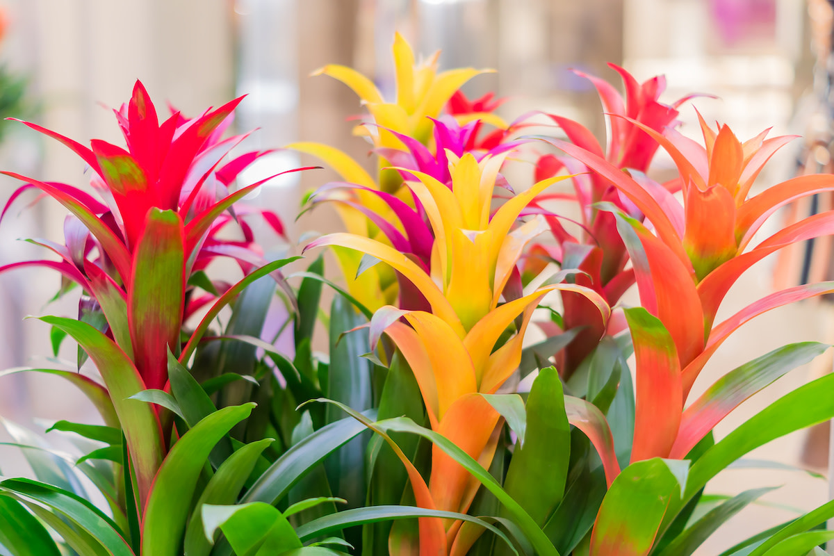 Bromeliad Plant Guide: How to Grow and Care for Bromeliads - 2022 ...