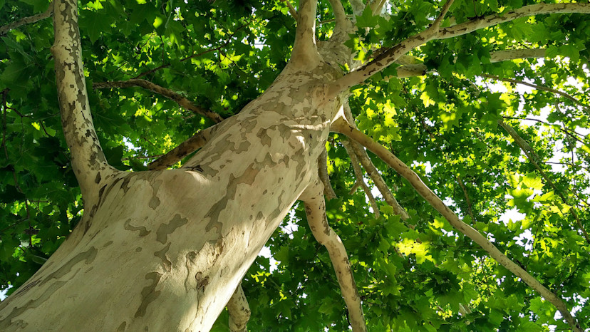 Sycamore Tree Care: How to Grow an American Sycamore Tree - 2025 ...