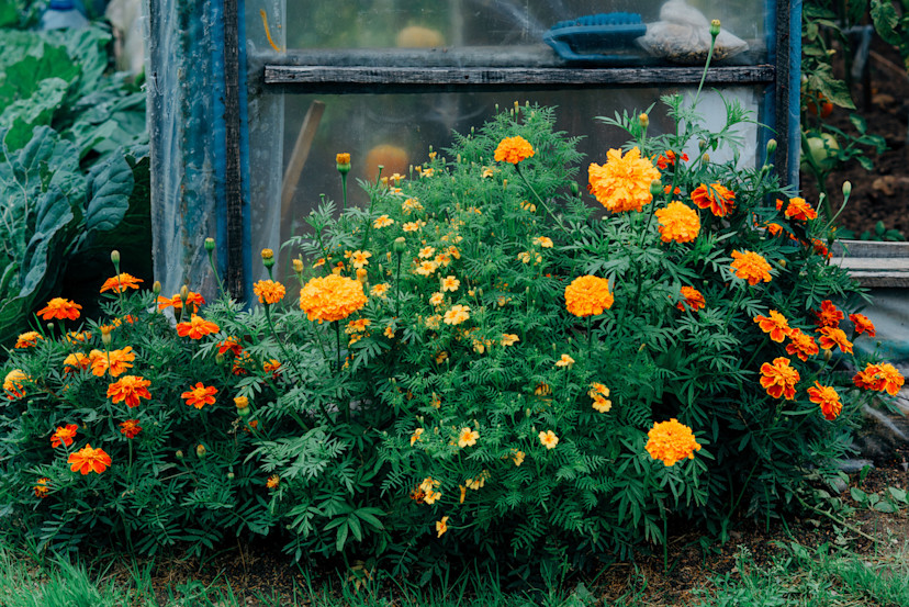 Are Marigolds Edible? How to Identify and Consume Marigolds - 2026 ...