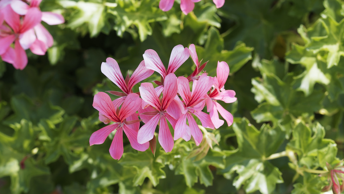 How to Grow and Care for Pelargonium Plants - 2022 - MasterClass