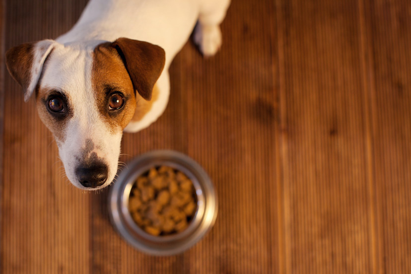 Can Dogs Eat Barley? How to Feed Your Dog Barley - 2025 - MasterClass