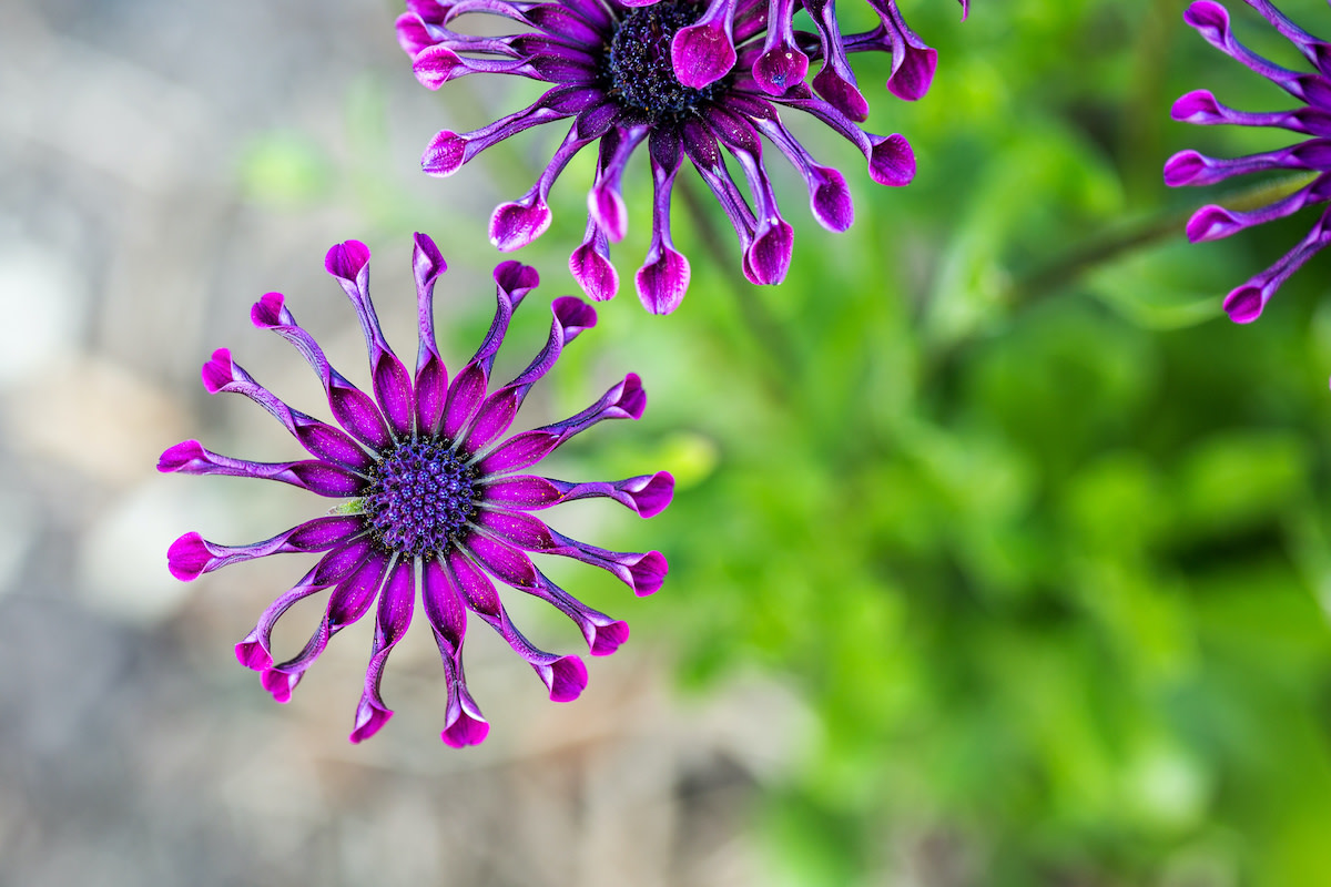 African Daisy Care Guide: How to Grow African Daisies - 2021 - MasterClass