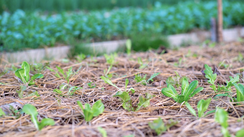 6 Ways Cover Crops Benefit Your Garden - 2025 - MasterClass