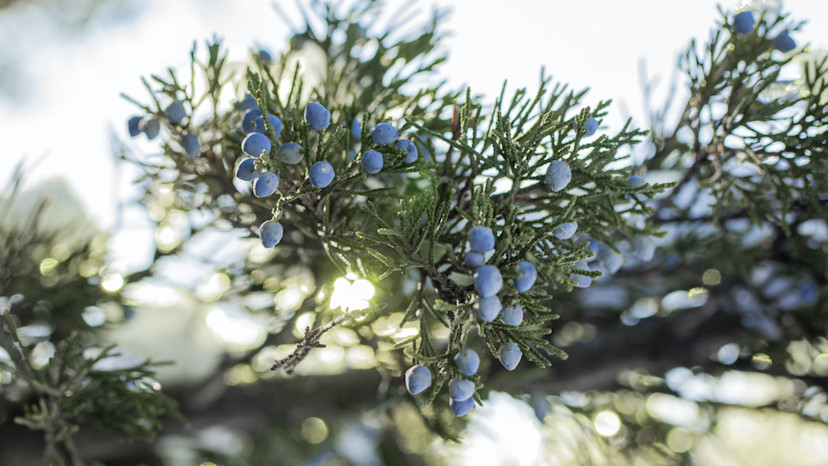 Guide to Junipers: 9 Types of Juniper Trees and Shrubs - 2025 - MasterClass
