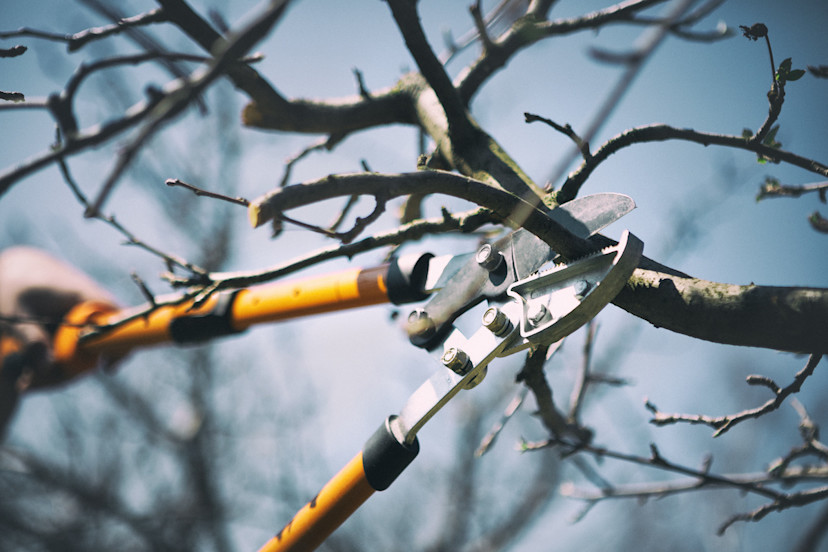 Pruning Apple Trees: How to Prune an Apple Tree in 7 Steps - 2025 ...