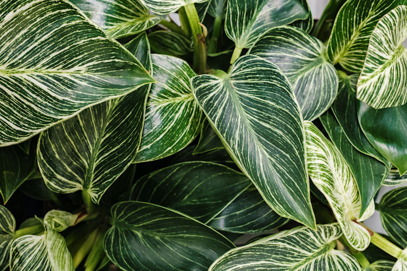 8 Variegated Plants: Examples of Unique Leaf Variegation - 2025 ...