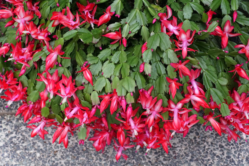 Thanksgiving Cactus Care: How to Get Your Cactus to Bloom - 2025 ...