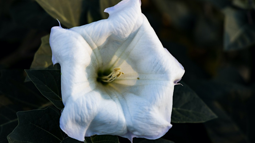 How to Grow Night-Blooming Moonflowers in Your Garden - 2025 - MasterClass
