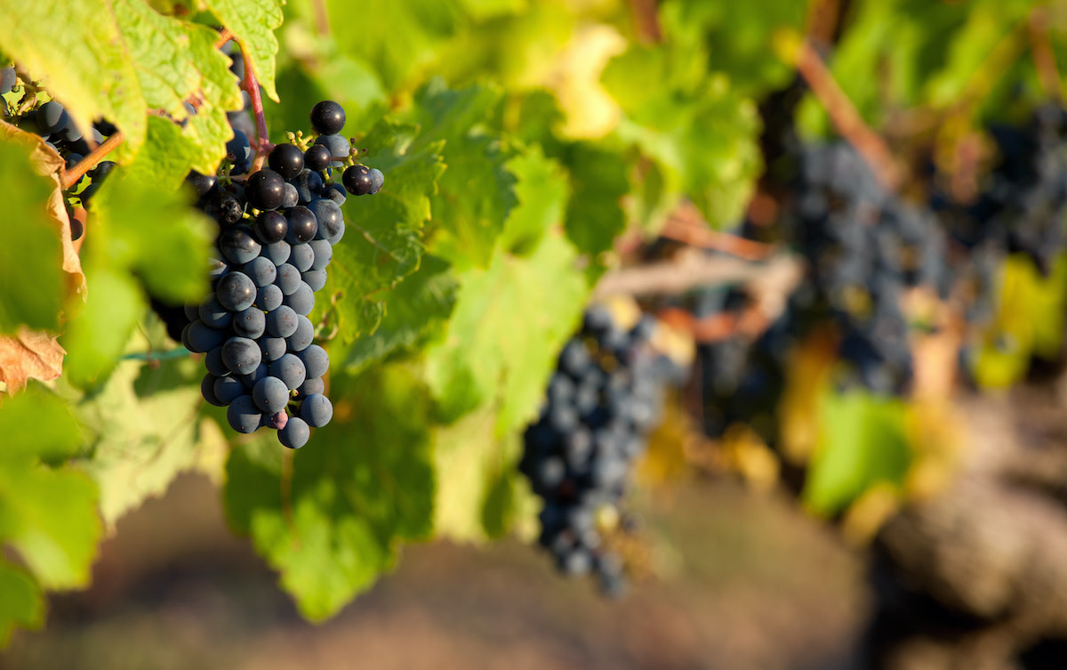 French Wine Grape Guide: 20 Wine Grapes That Grow in France - 2022 ...