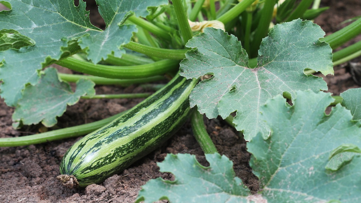 Zucchini Companion Plant Guide: 11 Plants to Grow With Zucchini - 2022 ...