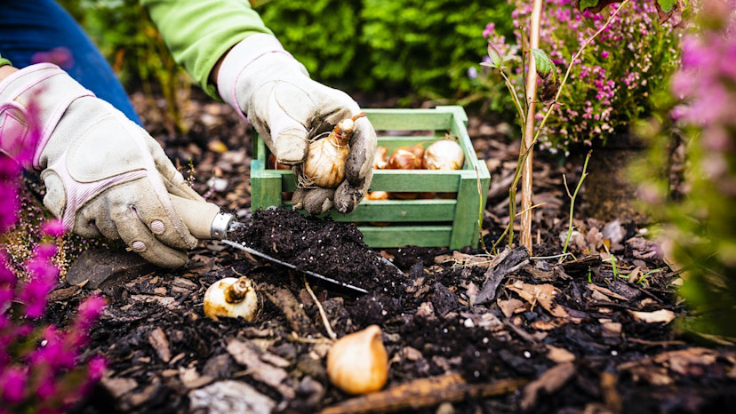 How to Store Flower Bulbs During the Winter - 2025 - MasterClass