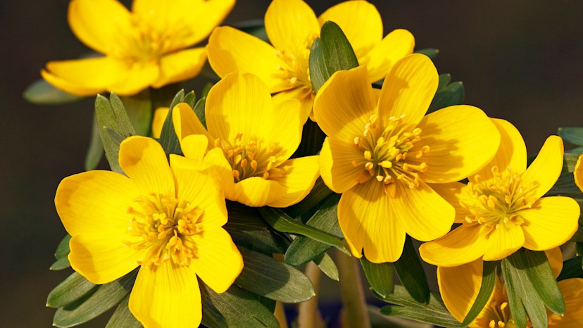 How to Grow and Care for Winter Aconite - 2026 - MasterClass