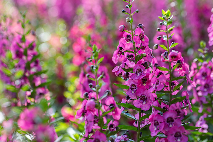 Angelonia Flower Care Guide: How to Grow Angelonia - 2025 - MasterClass