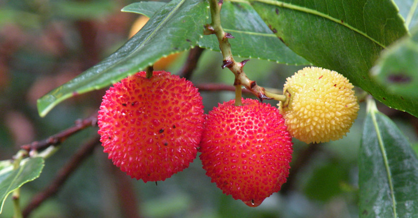 How to Grow Lychee From Seed in 5 Steps - 2025 - MasterClass