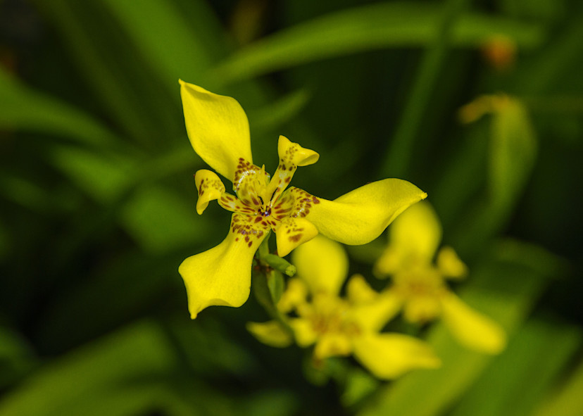 Walking Iris Care Guide: How to Grow Walking Iris Flowers - 2026 ...