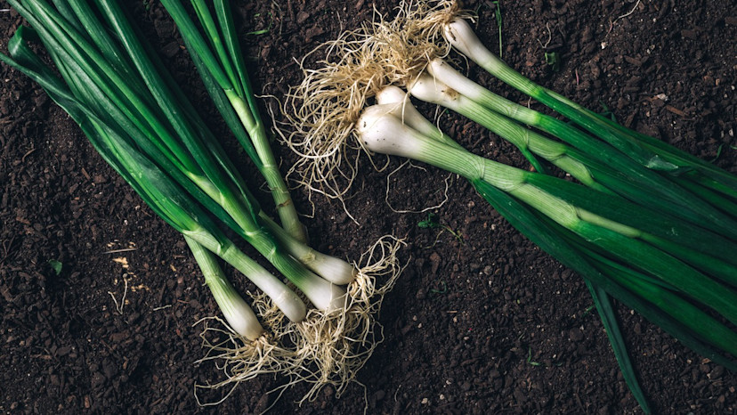 How to Grow Scallions From Seeds and Scraps - 2025 - MasterClass