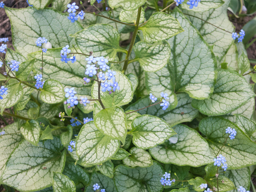 Brunnera Plant Guide: How to Grow and Care for Brunnera - 2025 ...