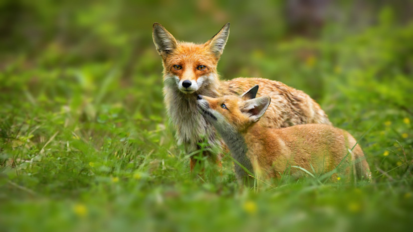 Guide to Ethology: Exploring the Study of Animal Behavior - 2026 ...