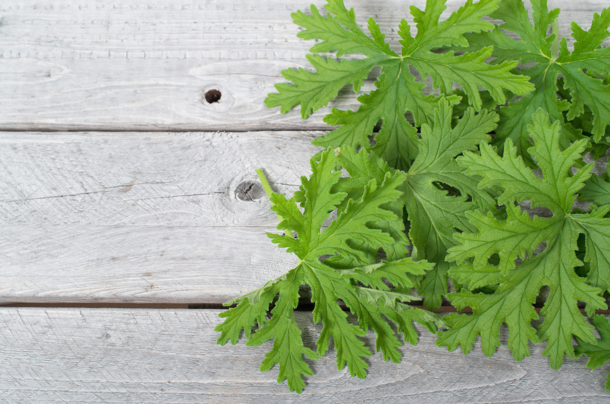 How to Grow Citronella Plants in Your Home Garden - 2022 - MasterClass