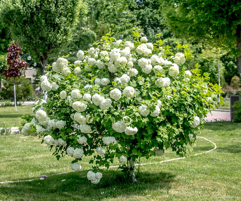 Snowball Bush Care: How to Grow Snowball Viburnum Plants - 2025 ...