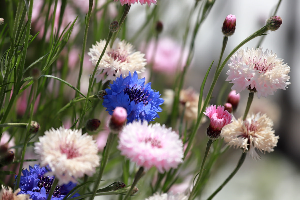 Bachelor’s Button Guide: How to Grow Bachelor Button Flowers - 2022 ...