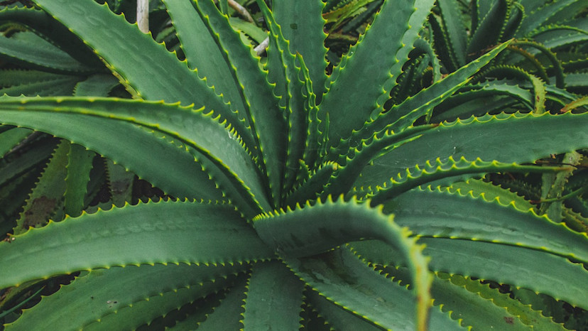 18 Types of Aloe: How to Grow Aloe Vera - 2025 - MasterClass