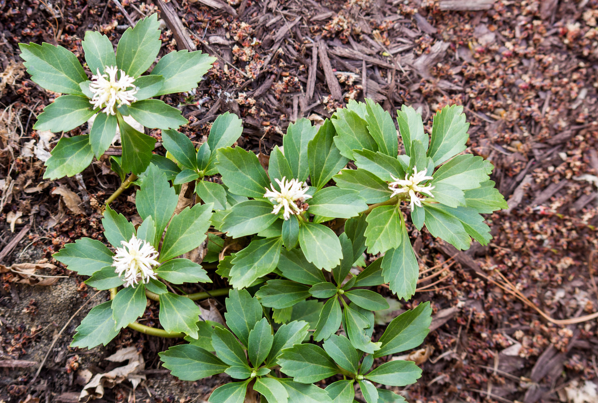 Pachysandra Guide: How to Grow and Care for Pachysandra - 2022 ...