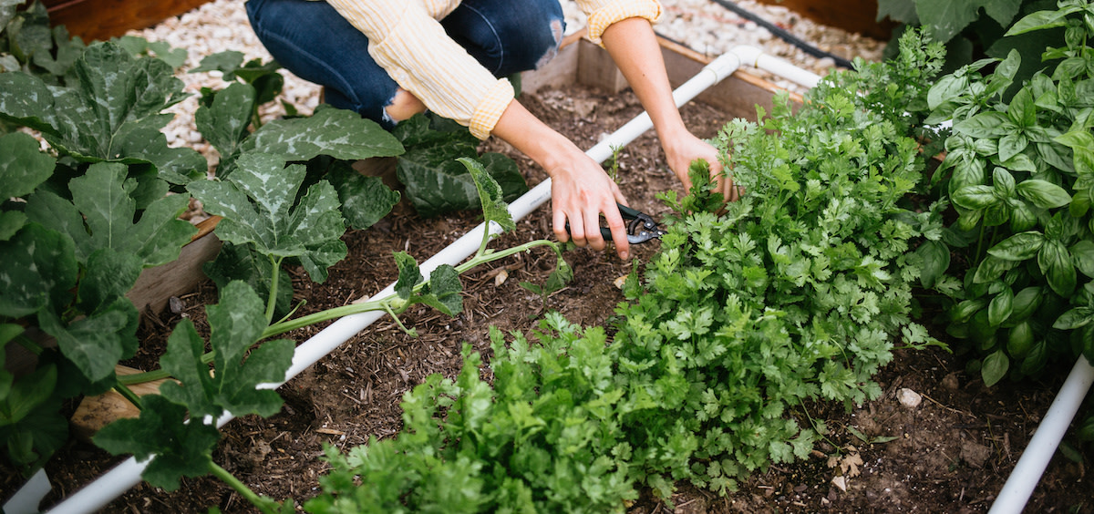 How to Prune Cilantro in 4 Steps - 2022 - MasterClass