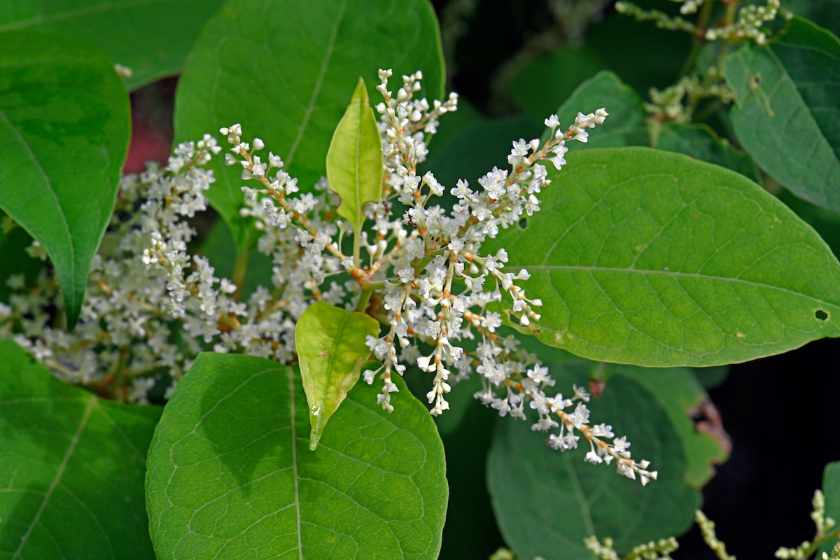Japanese Knotweed Benefits: How to Use the Knotweed Plant - 2022 ...