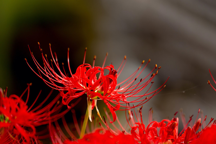 Spider Lily Grow Guide: How to Grow Spider Lilies - 2025 - MasterClass
