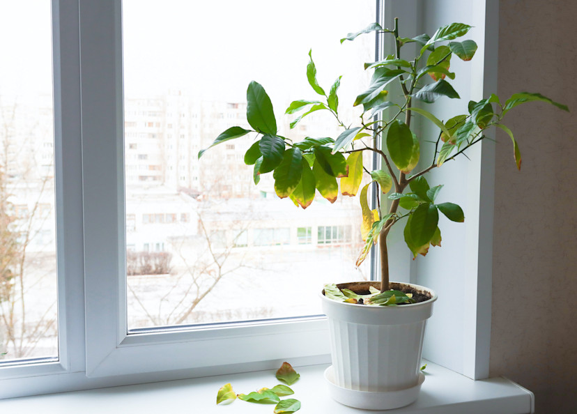 How to Fix Potassium Deficiency in Plants - 2025 - MasterClass