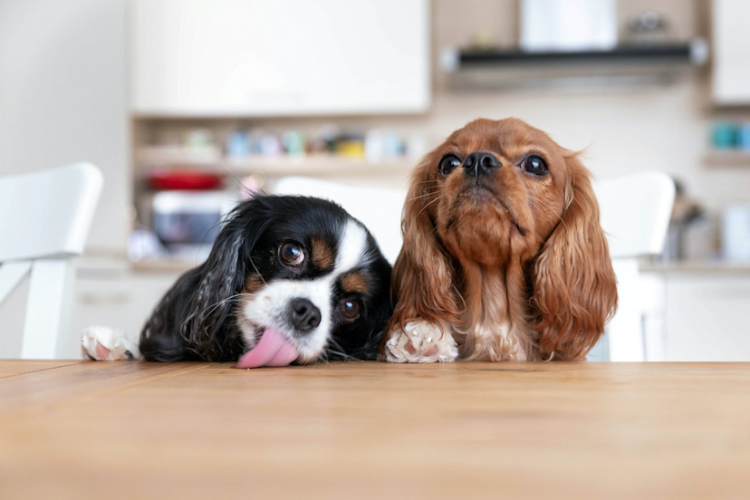 Can Dogs Eat Bread? 5 Ingredients to Avoid in Bread for Dogs - 2025 ...