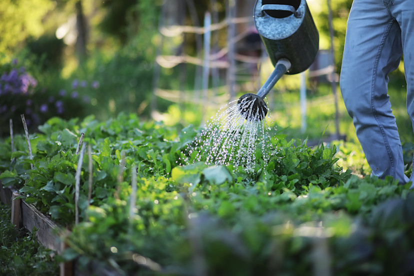 How to Start a Backyard Garden: 11 Steps for New Gardeners - 2026 ...