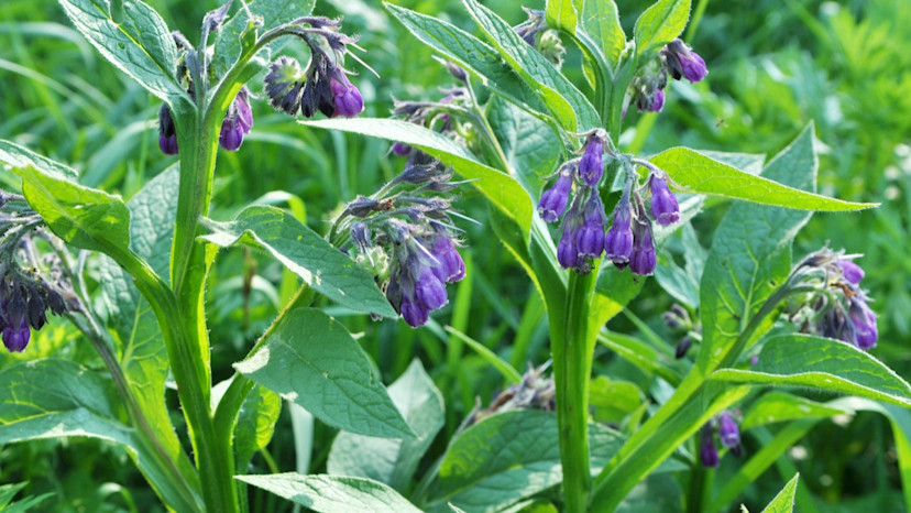 Comfrey Plant Guide: How to Grow and Care for Comfrey - 2025 - MasterClass
