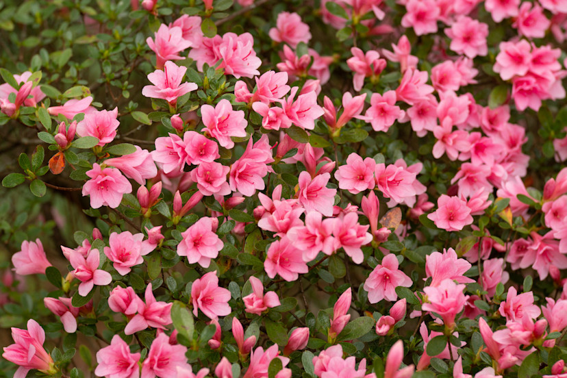 Evergreen Azaleas Grow Guide: How to Grow Evergreen Azaleas - 2025 ...