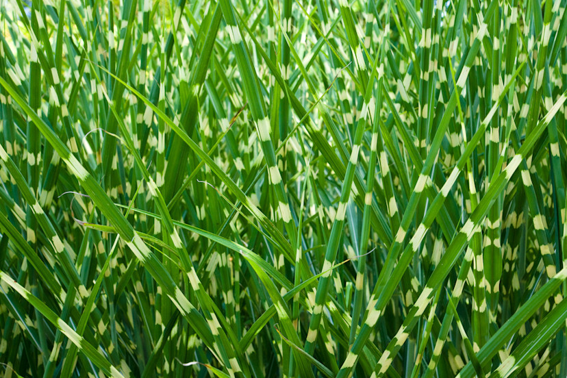 Zebra Grass: 6 Tips for Growing Zebra Grass - 2025 - MasterClass