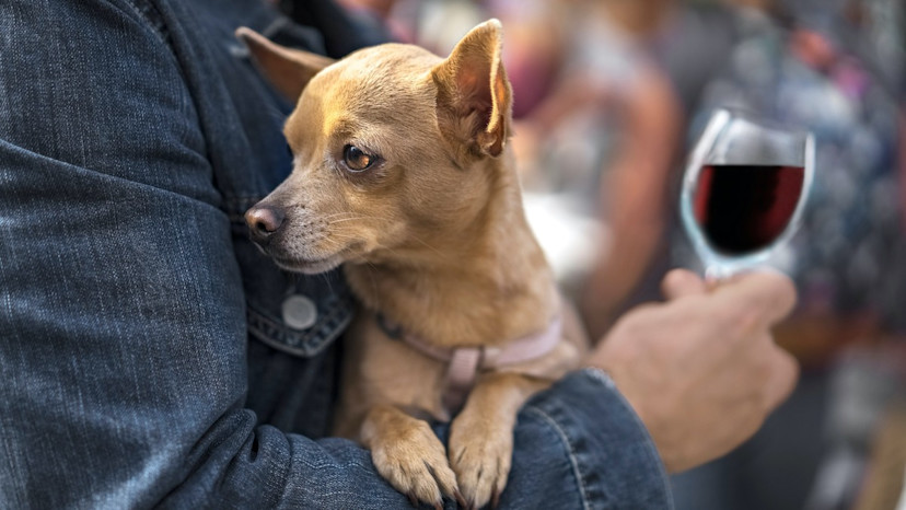Can Dogs Drink Alcohol? 4 Hazards of Alcohol for Dogs - 2025 - MasterClass