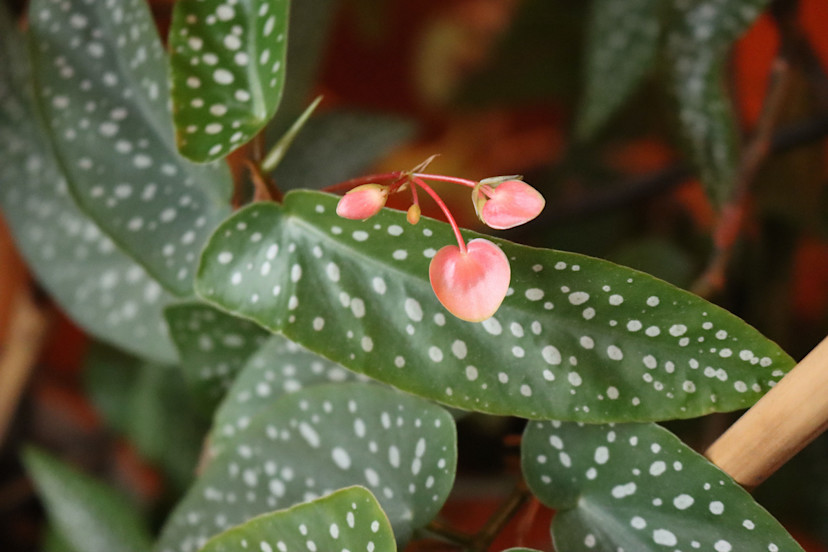 Angel Wing Begonia Care: How to Grow Angel Wing Begonias - 2025 ...