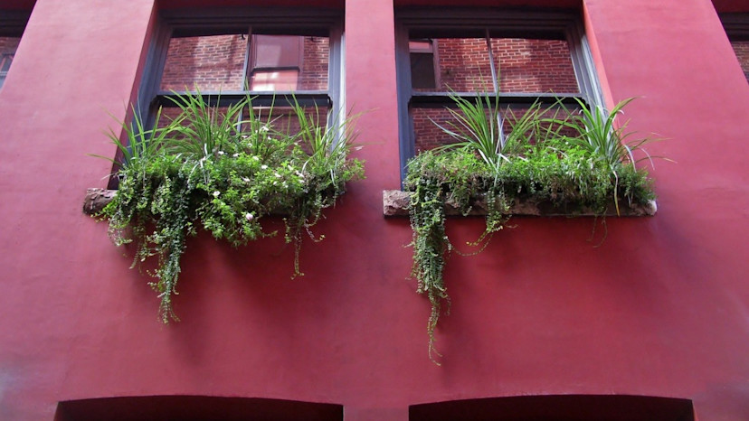 Winter Window Box Tips: 4 Plants for Winter Window Boxes - 2025 ...