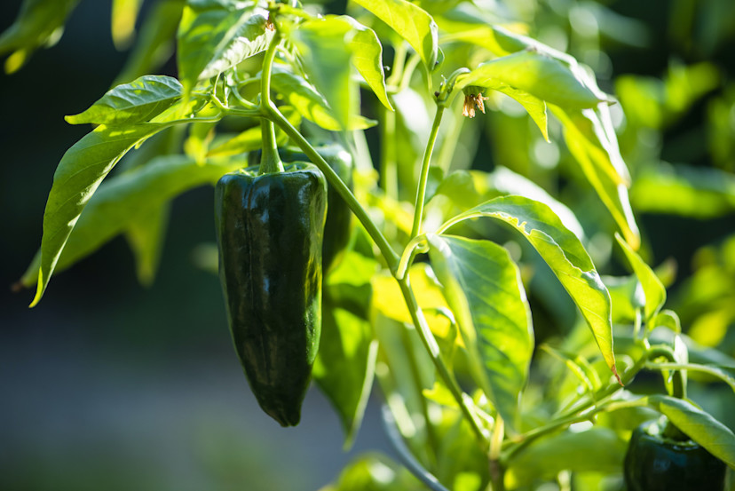 Poblano Pepper Plant: When to Harvest Poblano Peppers - 2026 - MasterClass
