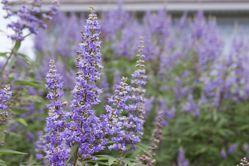 Vitex Chaste Tree Care: 5 Types of Vitex Chaste Trees - 2025 - MasterClass