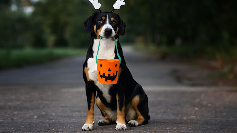 Can Dogs Eat Candy? 4 Health Risks of Candy for Dogs - 2026 - MasterClass